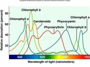 Tipos de luz para iluminar un invernadero - PortalFruticola.com