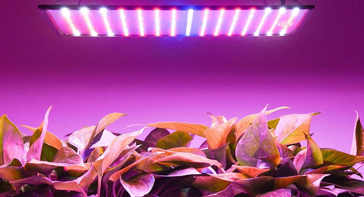 Tipos de luz para iluminar un invernadero - PortalFruticola.com