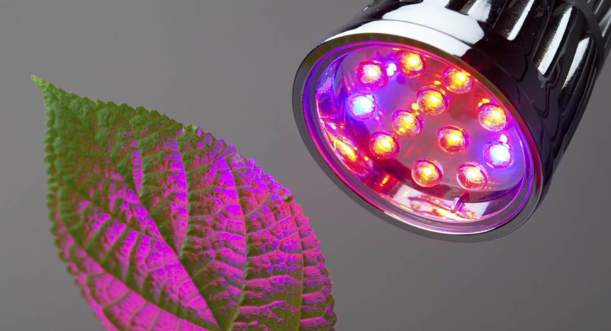 Tipos de luz para iluminar un invernadero - PortalFruticola.com