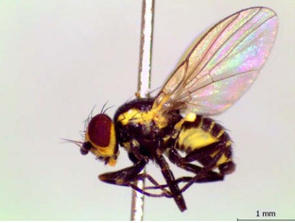 Conociendo la mosca minadora de las chacras - PortalFruticola.com