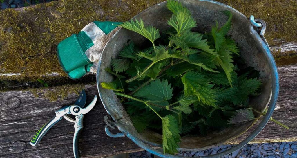 Cómo preparar extracto o purín de ortigas casero - PortalFruticola.com