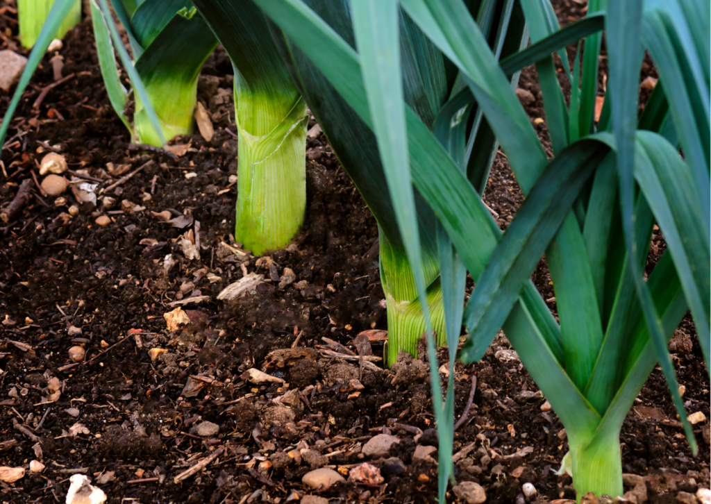 Cómo cultivar puerros en el huerto - PortalFruticola.com