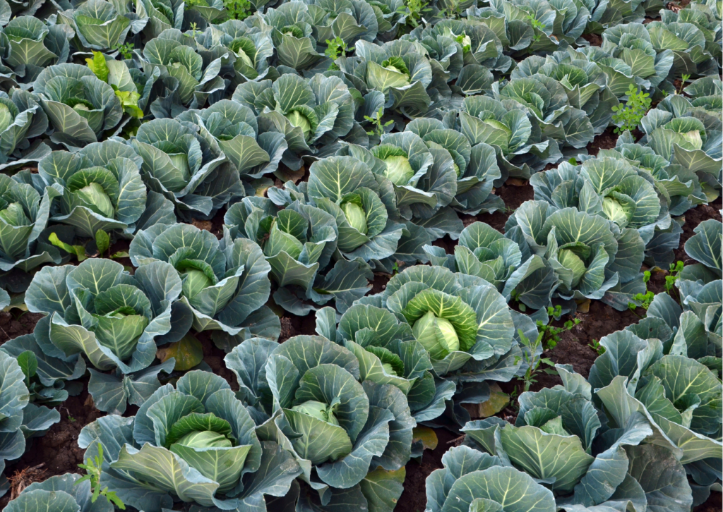 Guía rápida para cultivar repollos en el huerto - PortalFruticola.com