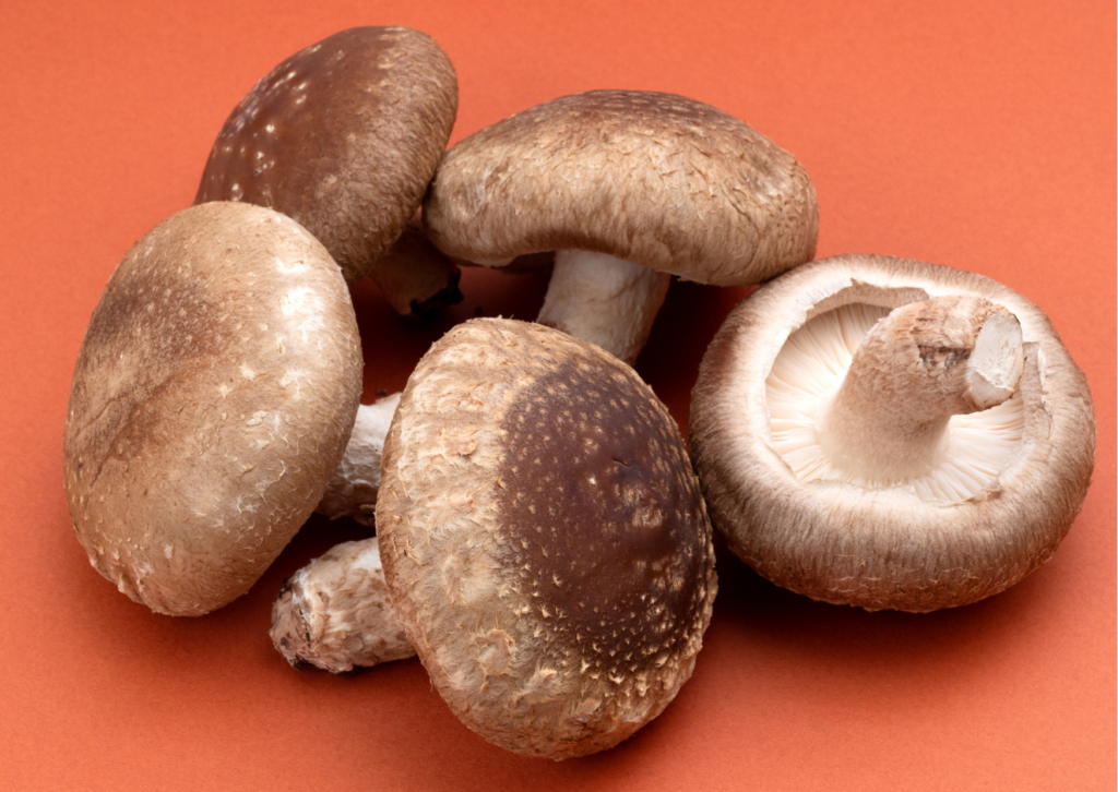 Guía básica par el cultivo de hongos Shiitake - PortalFruticola.com