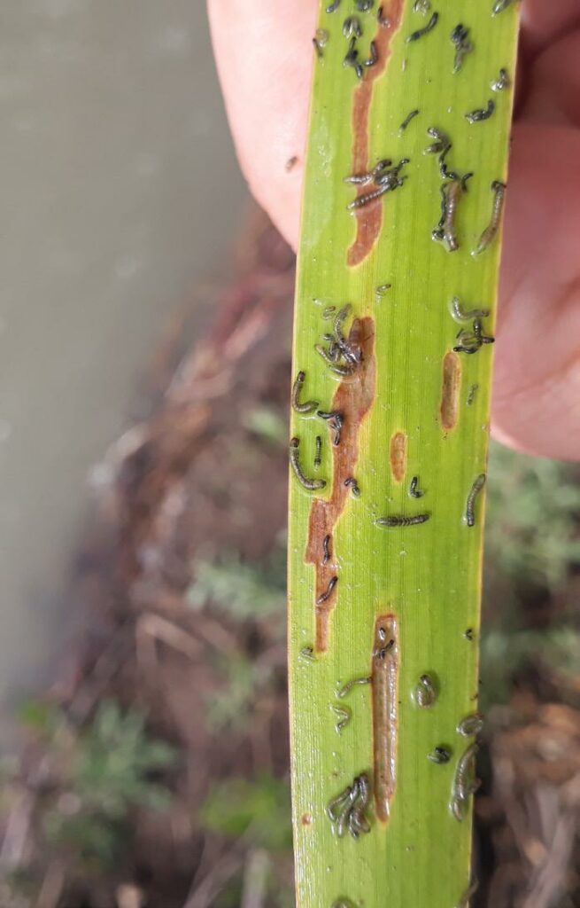 Dípteros hematófagos: Conociendo a los jerjeles - PortalFruticola.com