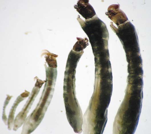 Dípteros hematófagos: Conociendo a los jerjeles - PortalFruticola.com