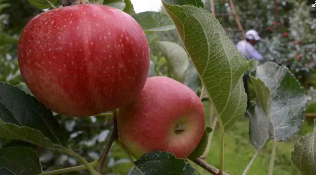 En Argentina, tierra de las manzanas, las importaciones saltaron 600% ...