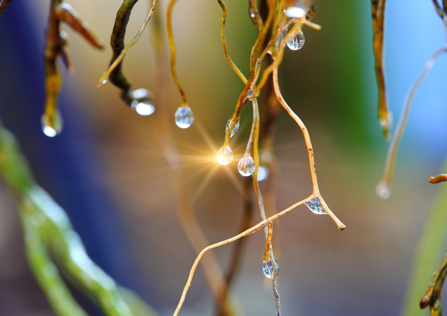 El problema de asfixia radicular por exceso de agua - PortalFruticola.com