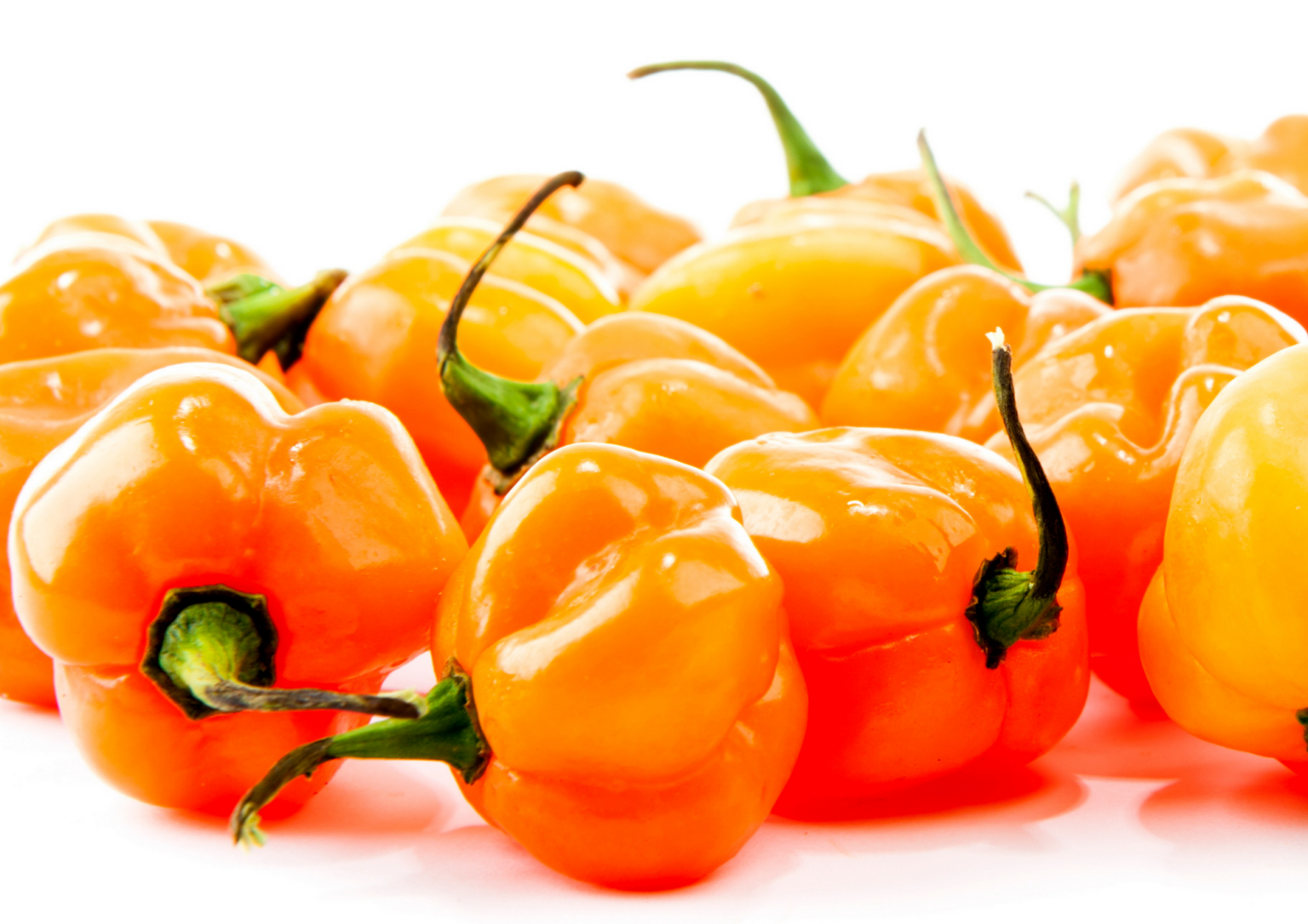 Guía básica para el cultivo del ají (chile) rocoto - PortalFruticola.com