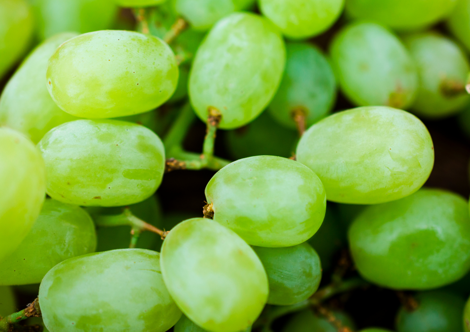 Conoce las principales variedades de uva de mesa en el mercado mundial - PortalFruticola.com