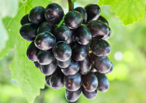 Conoce las principales variedades de uva de mesa en el mercado mundial - PortalFruticola.com