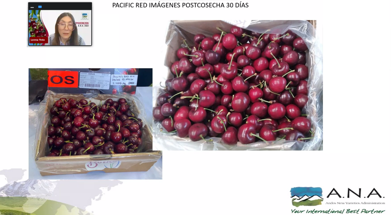 El boom de la plantación de cerezas en Chile conlleva dos desafíos ...