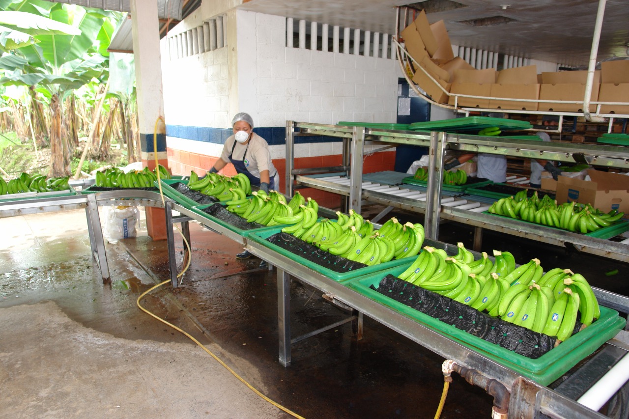 Ecuador: Exportaciones de bananos de enero a julio 2022 caen y las ...