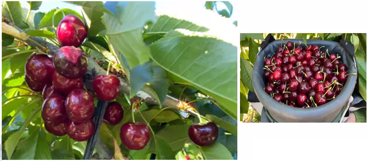 El boom de la plantación de cerezas en Chile conlleva dos desafíos ...