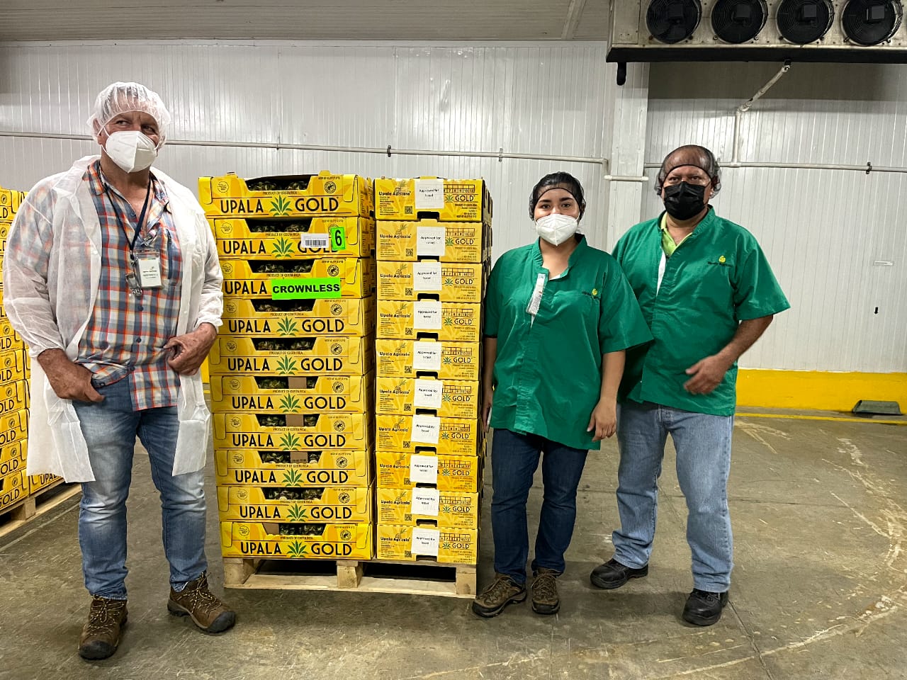 Upala Agrícola exportará piña fresca a Israel - PortalFruticola.com