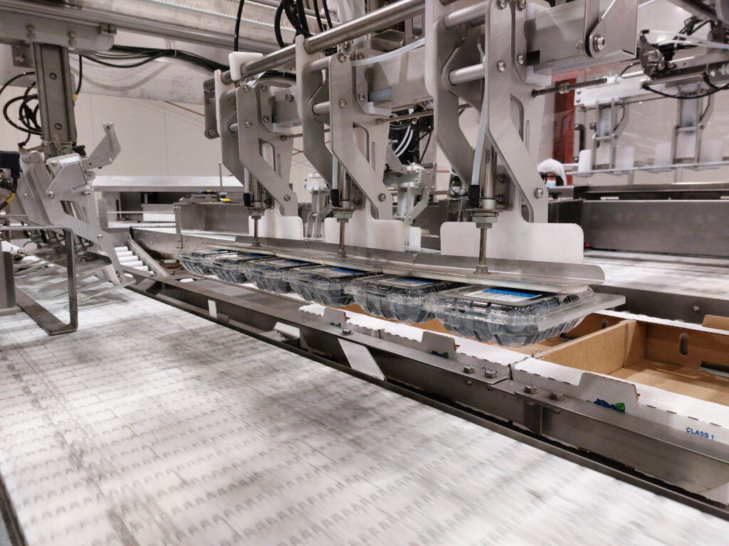 Cómo el calibrado y embalaje de las plantas de proceso de arándanos ...