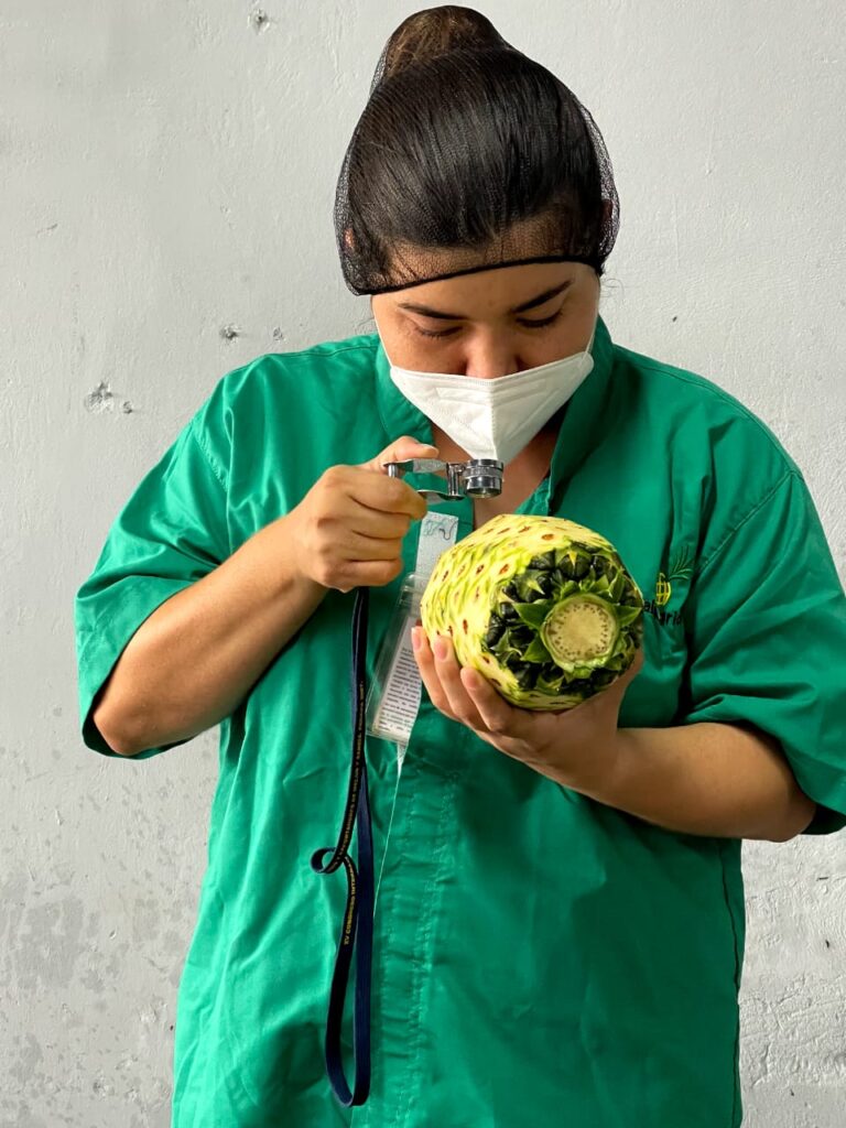 Upala Agrícola exportará piña fresca a Israel - PortalFruticola.com