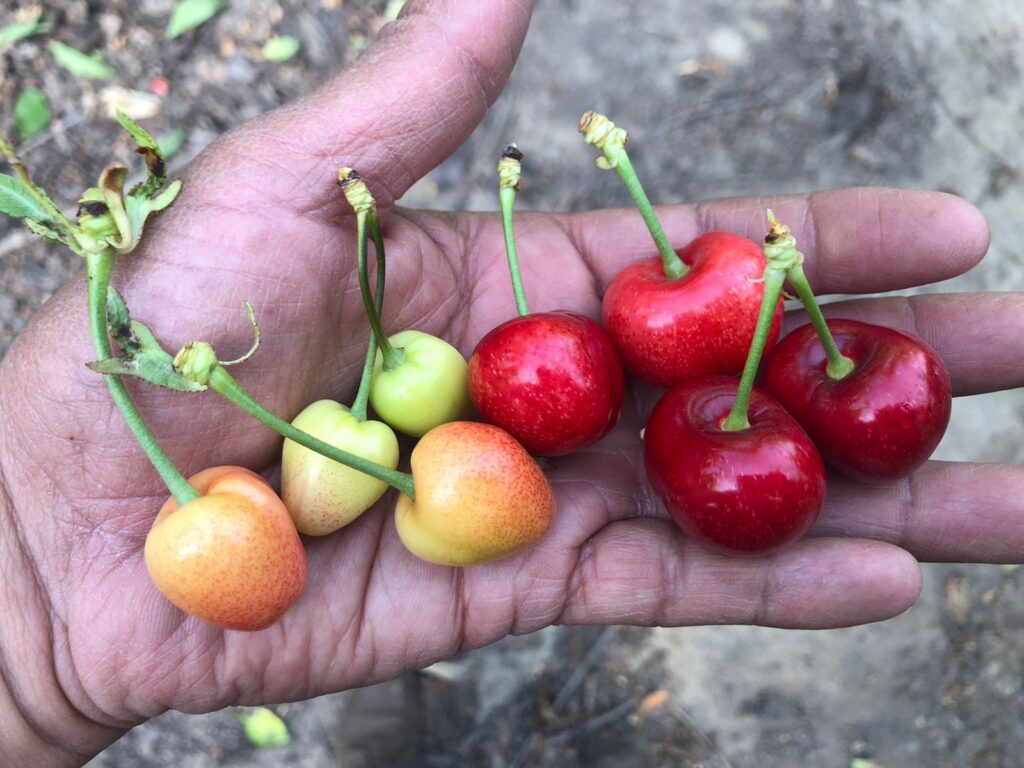 Nuevas variedades tempranas de cerezas chilenas vienen a conquistar el ...