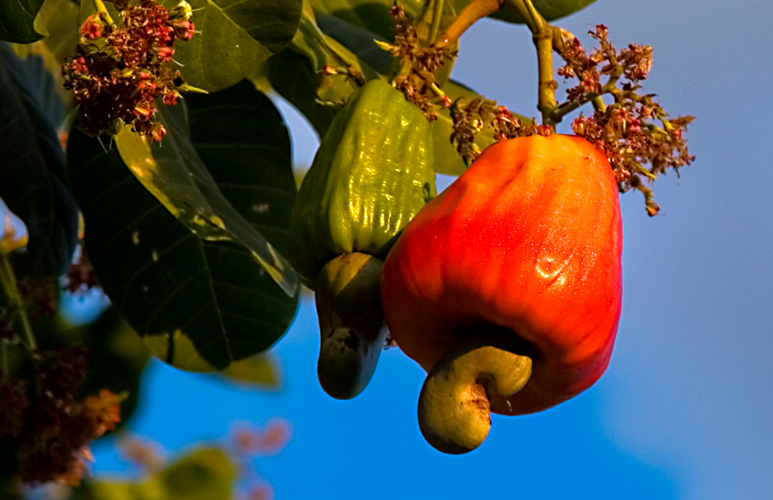 Guía básica para el cultivo del anacardo - PortalFruticola.com