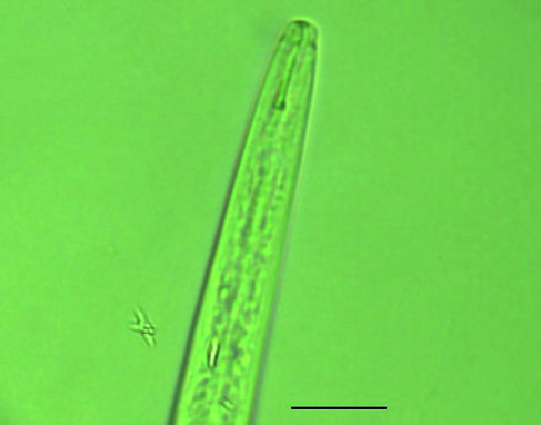 Nemátodo foliar de la frutilla (Aphelenchoides fragariae ...