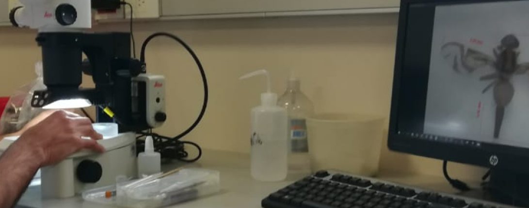 Argentina participa en la revisión de protocolos internacionales de ...
