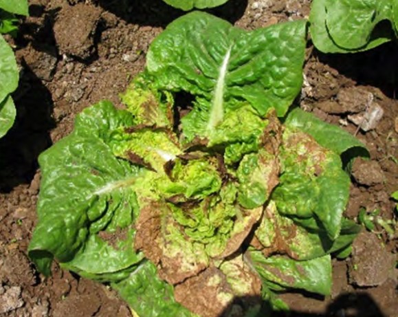 Impatients nectrotic spot virus (INSV) en lechuga - PortalFruticola.com