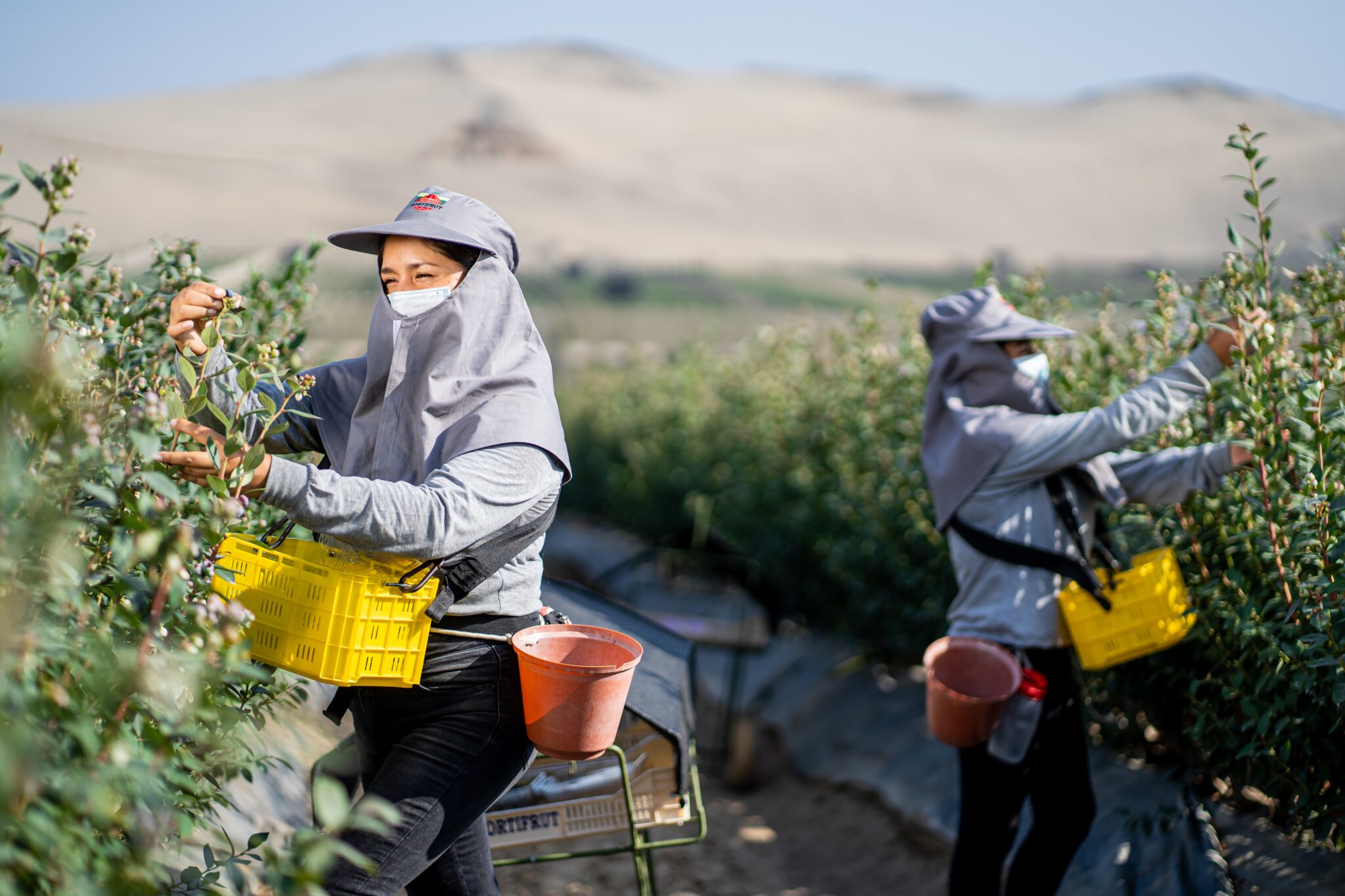 Hortifrut apuesta por la diversificación de los mercados en Colombia y ...
