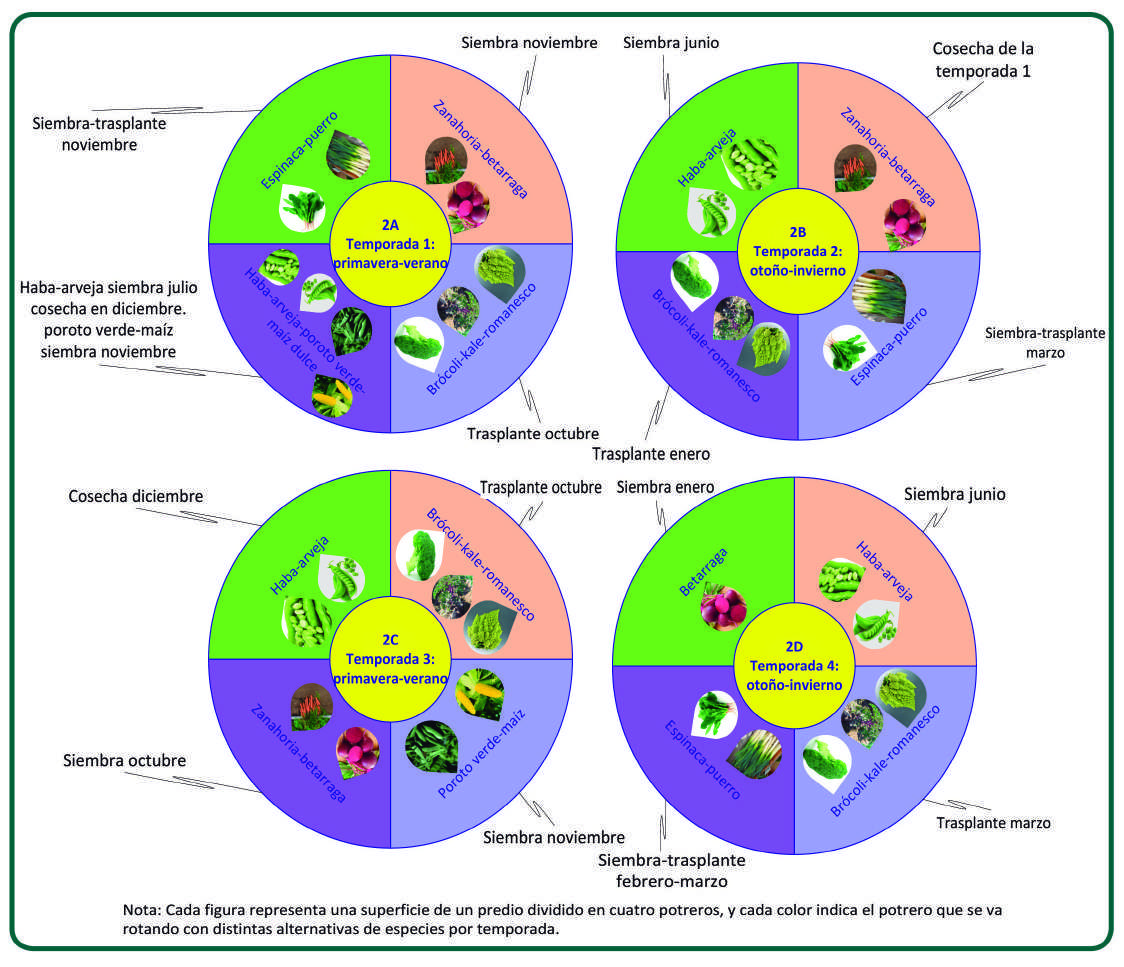 Rotación de cultivos hortícolas - PortalFruticola.com