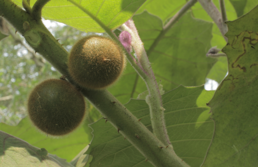 Ficha técnica para el cultivo de lulo - PortalFruticola.com