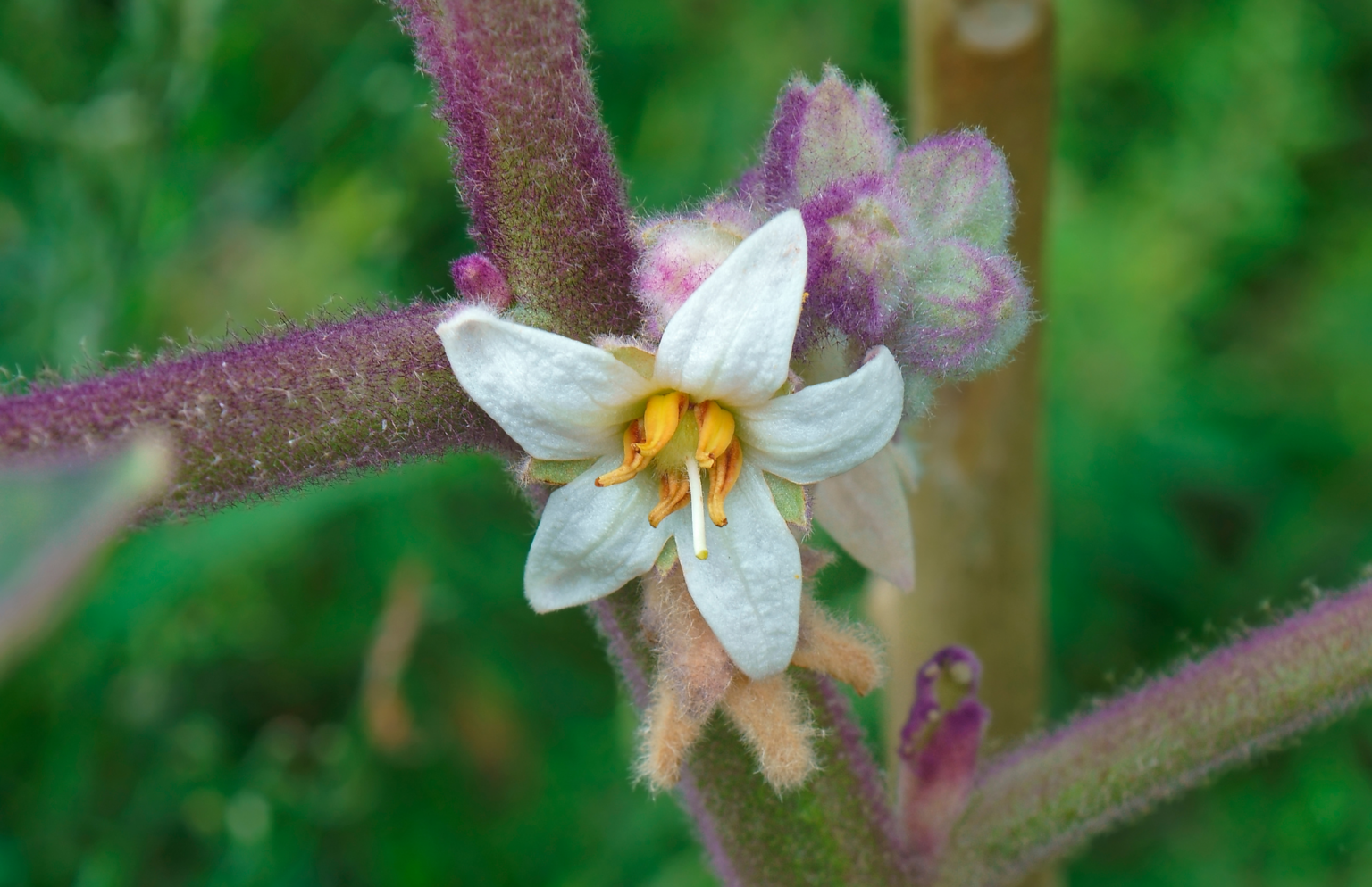 Ficha técnica para el cultivo de lulo - PortalFruticola.com
