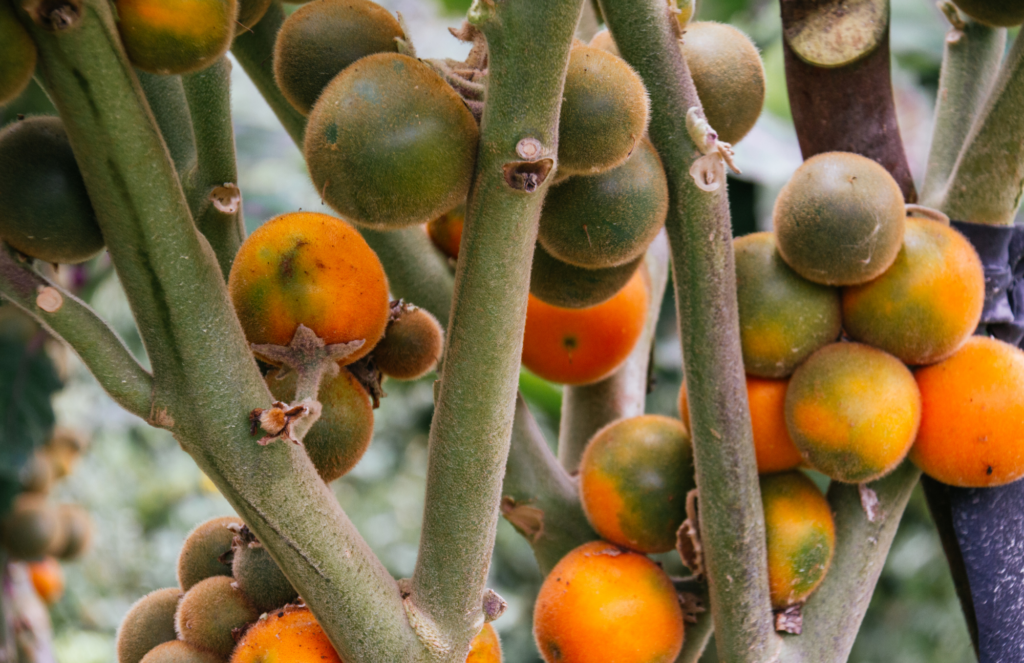 Ficha técnica para el cultivo de lulo - PortalFruticola.com