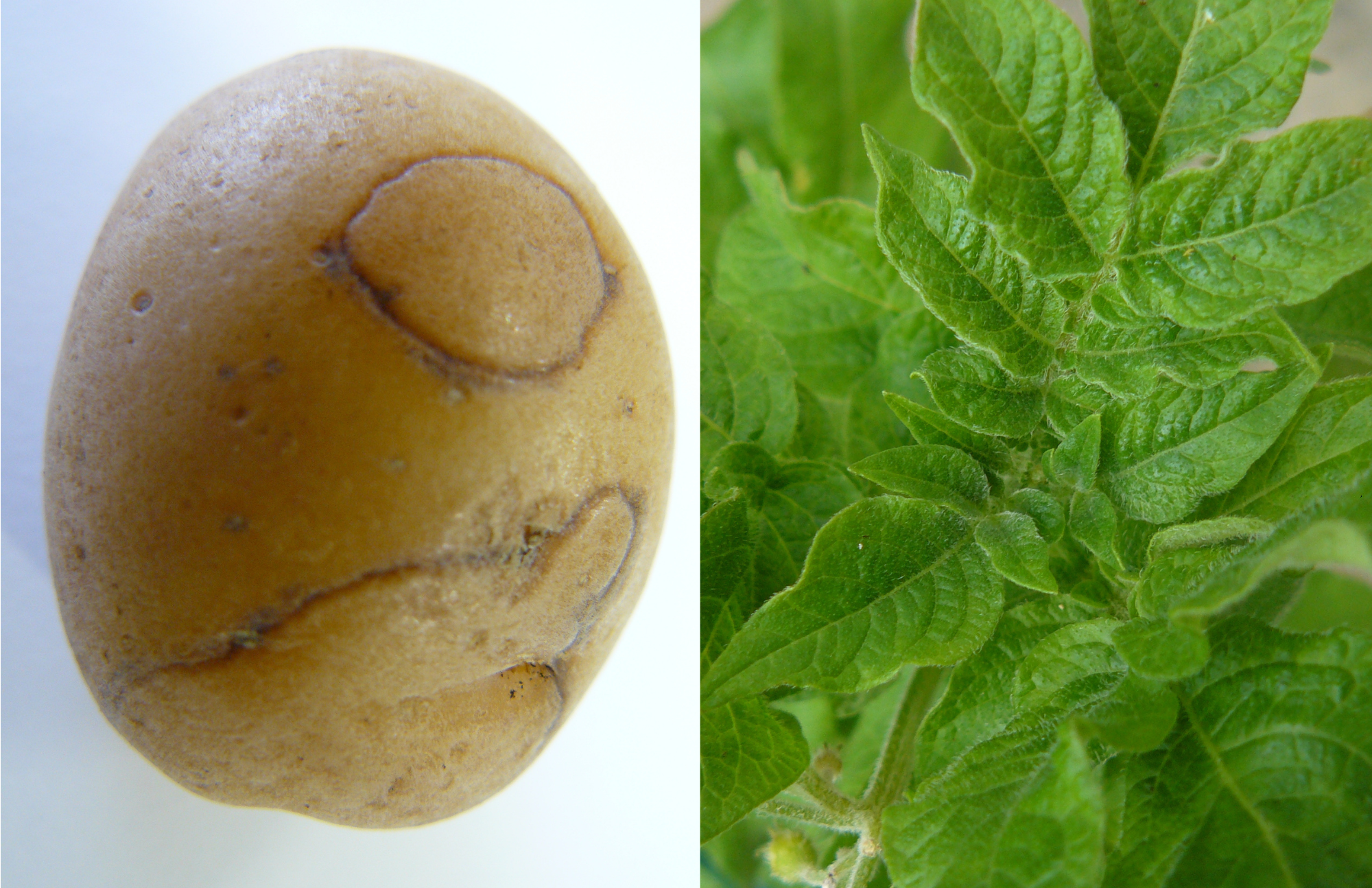 Identificación De Enfermedades De La Papa Principales Enfermedades De