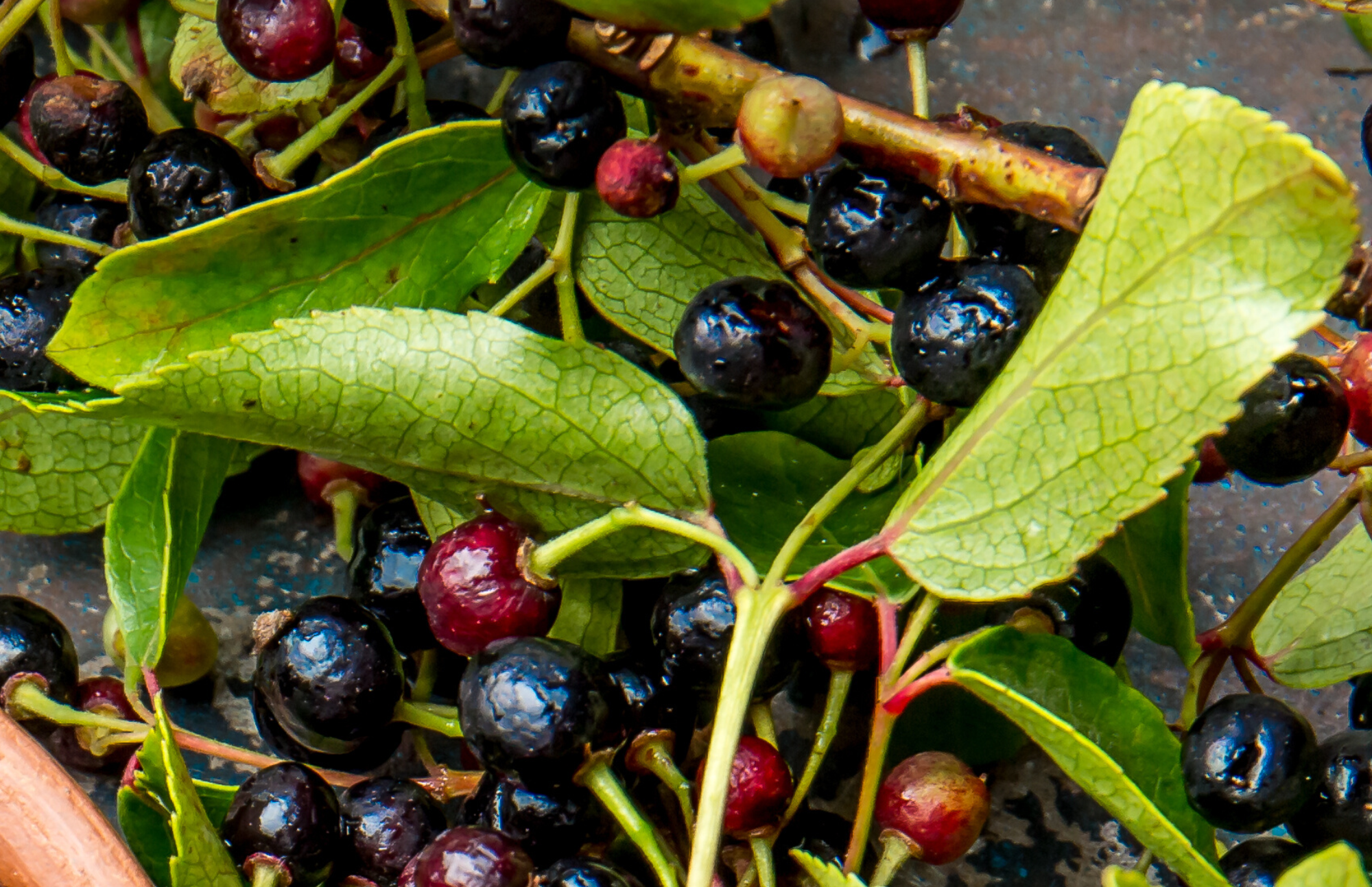 Aspectos claves para la producción de maqui - PortalFruticola.com