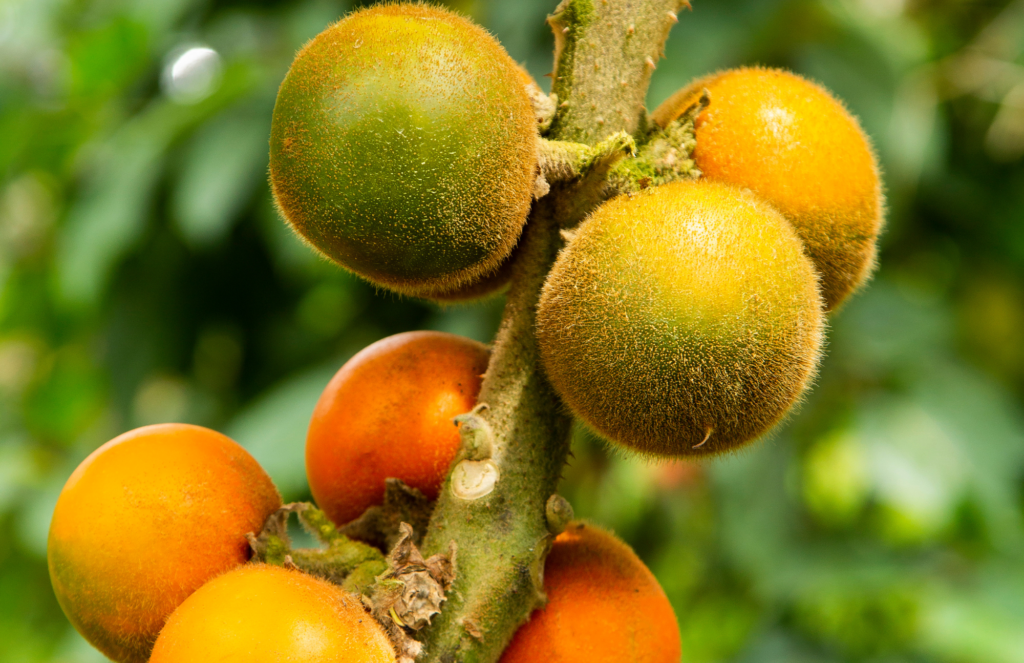 Ficha técnica para el cultivo de lulo - PortalFruticola.com