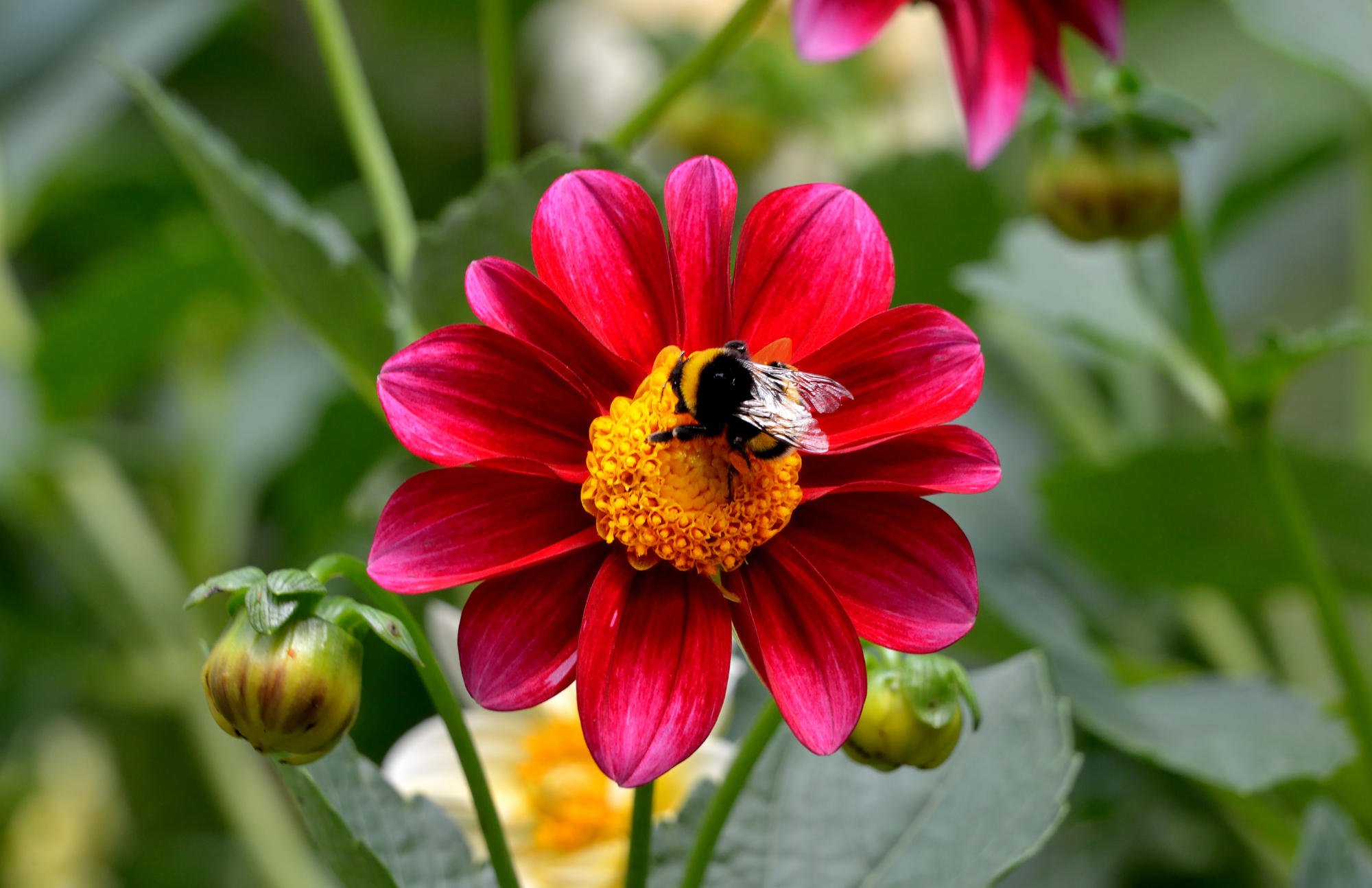 Bandas florales como complemento a la producción hortícola ...