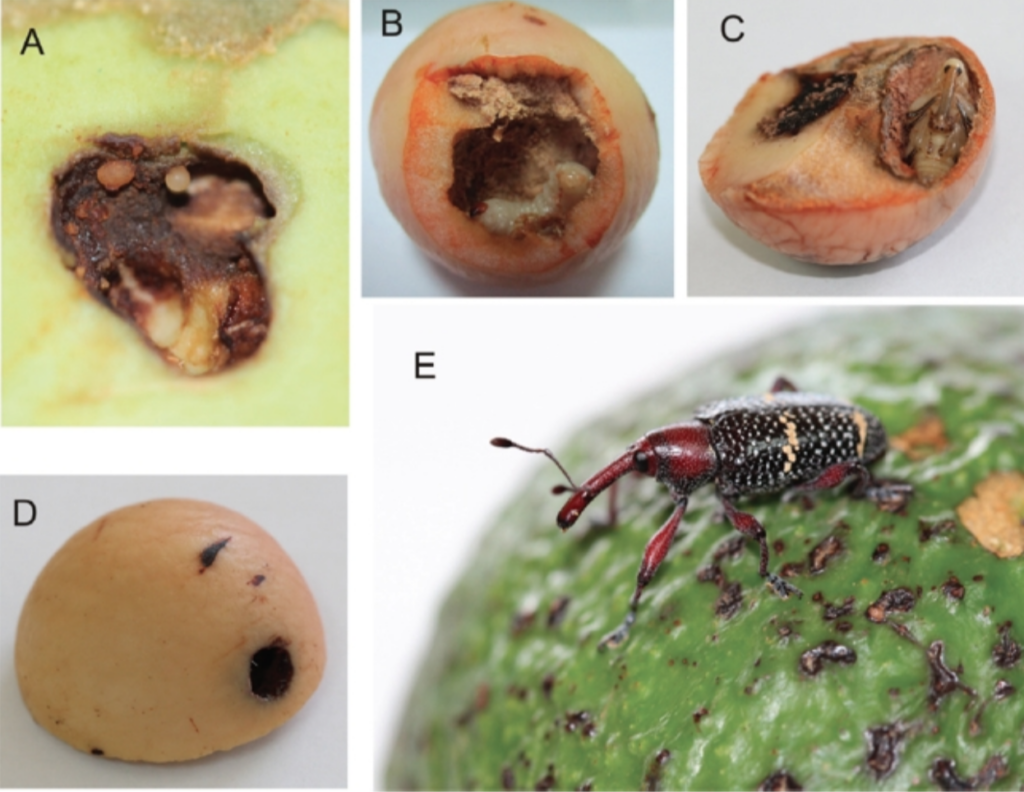 Colombia y el cuidado en cultivos de aguacate Hass - PortalFruticola.com