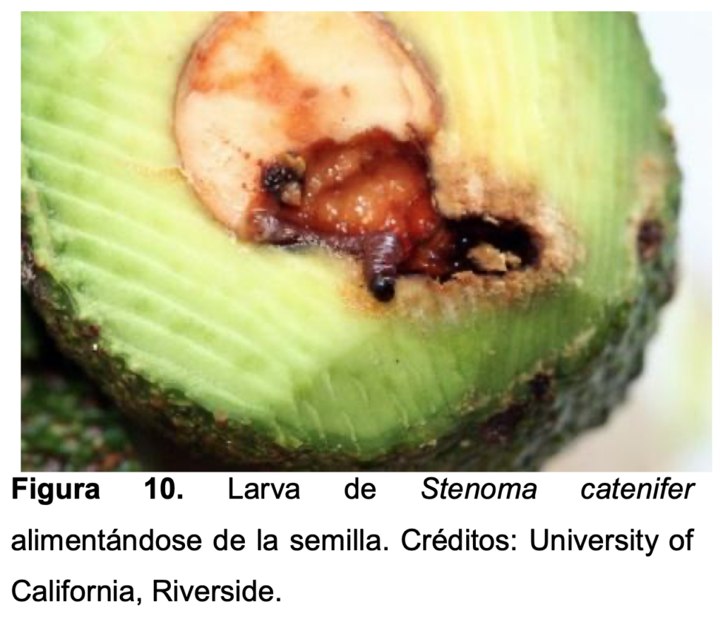 Colombia y el cuidado en cultivos de aguacate Hass - PortalFruticola.com