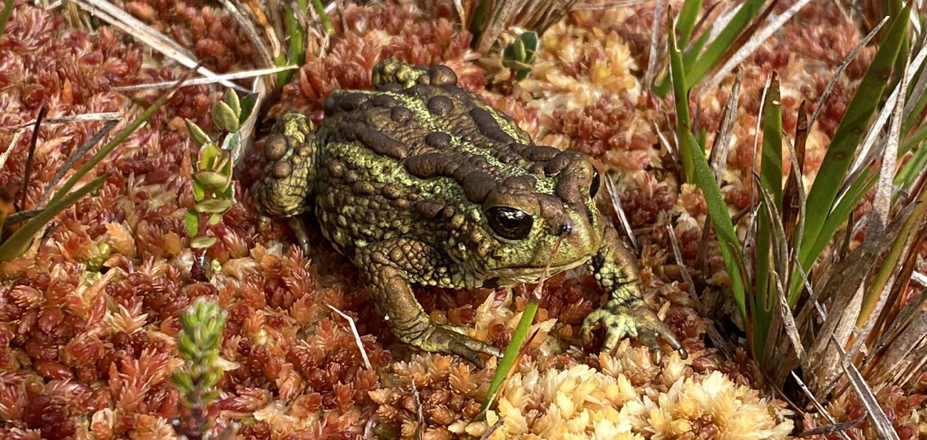 Turberas de musgo Sphagnum en Aysén, Chile - PortalFruticola.com