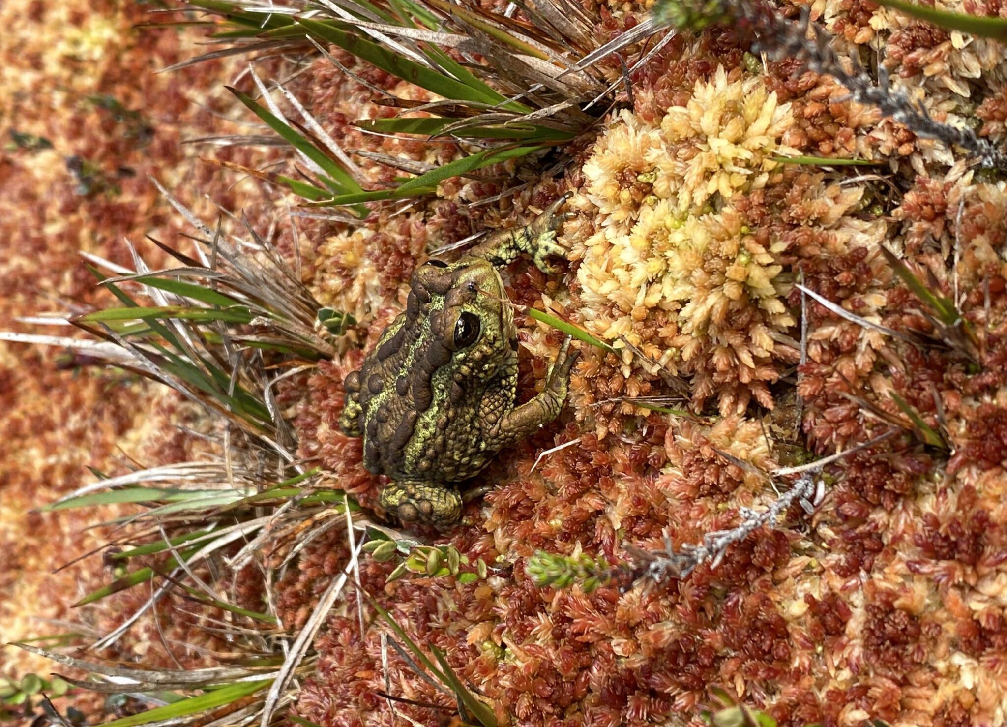 Turberas de musgo Sphagnum en Aysén, Chile - PortalFruticola.com