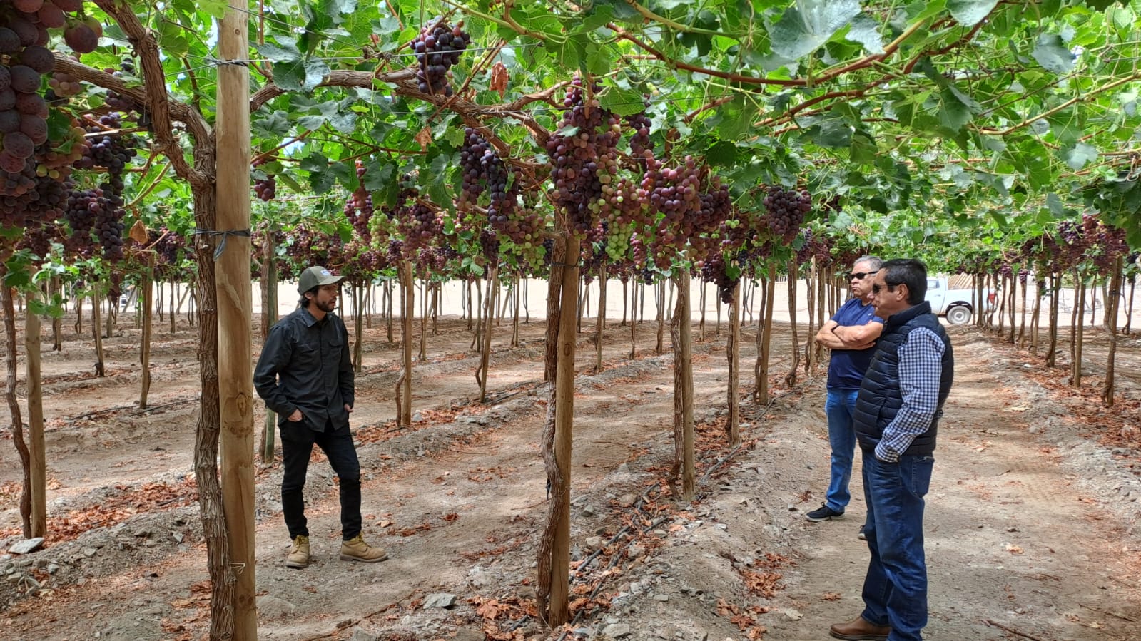 Norte de Chile: Sitio de inspección fitosanitaria para uva de mesa bajo ...