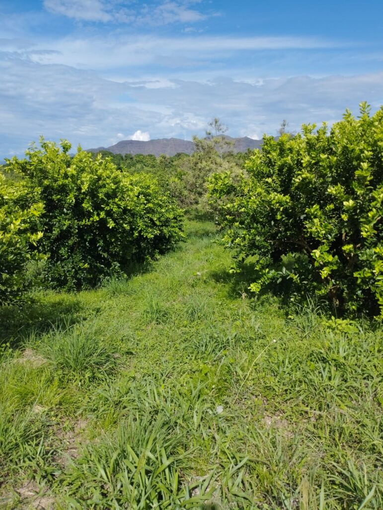 En 2022 ventas de limón Tahití colombiano se incrementaron en un 170% ...