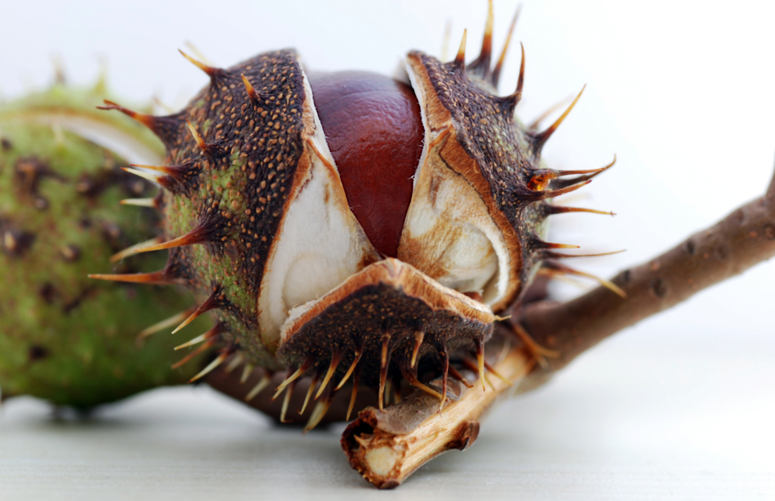 Castaño: Cultivo y cuidado en el huerto - PortalFruticola.com