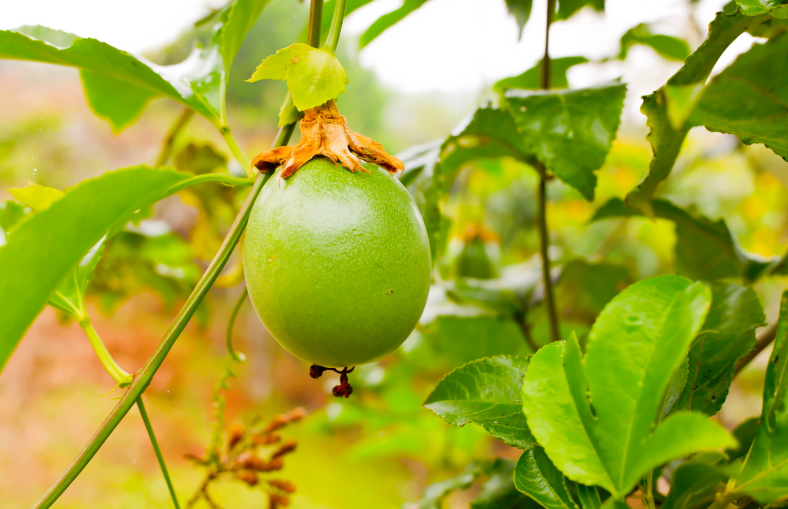 Plagas y enfermedades del cultivo de gulupa - PortalFruticola.com