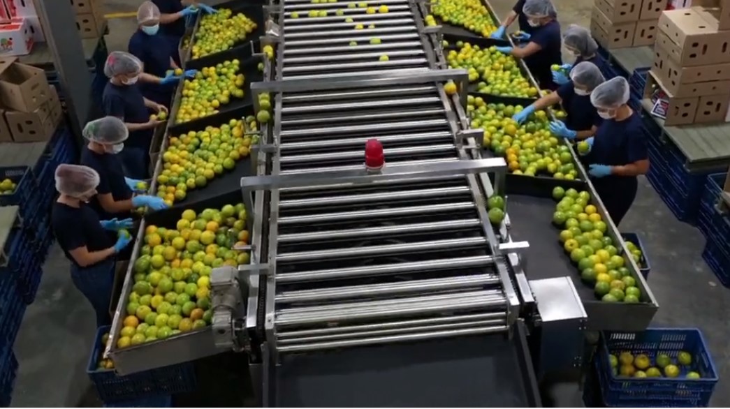 Jugosidad es la característica principal de la naranja colombiana