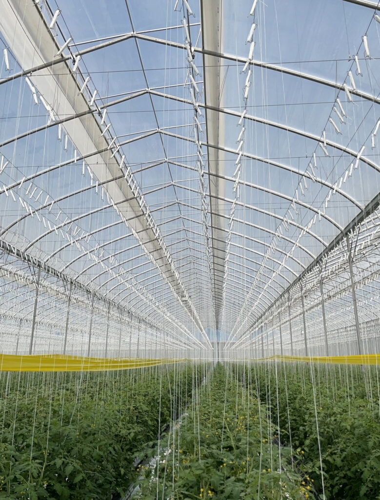 Arrigoni un aliado en la protección frente a los trípidos