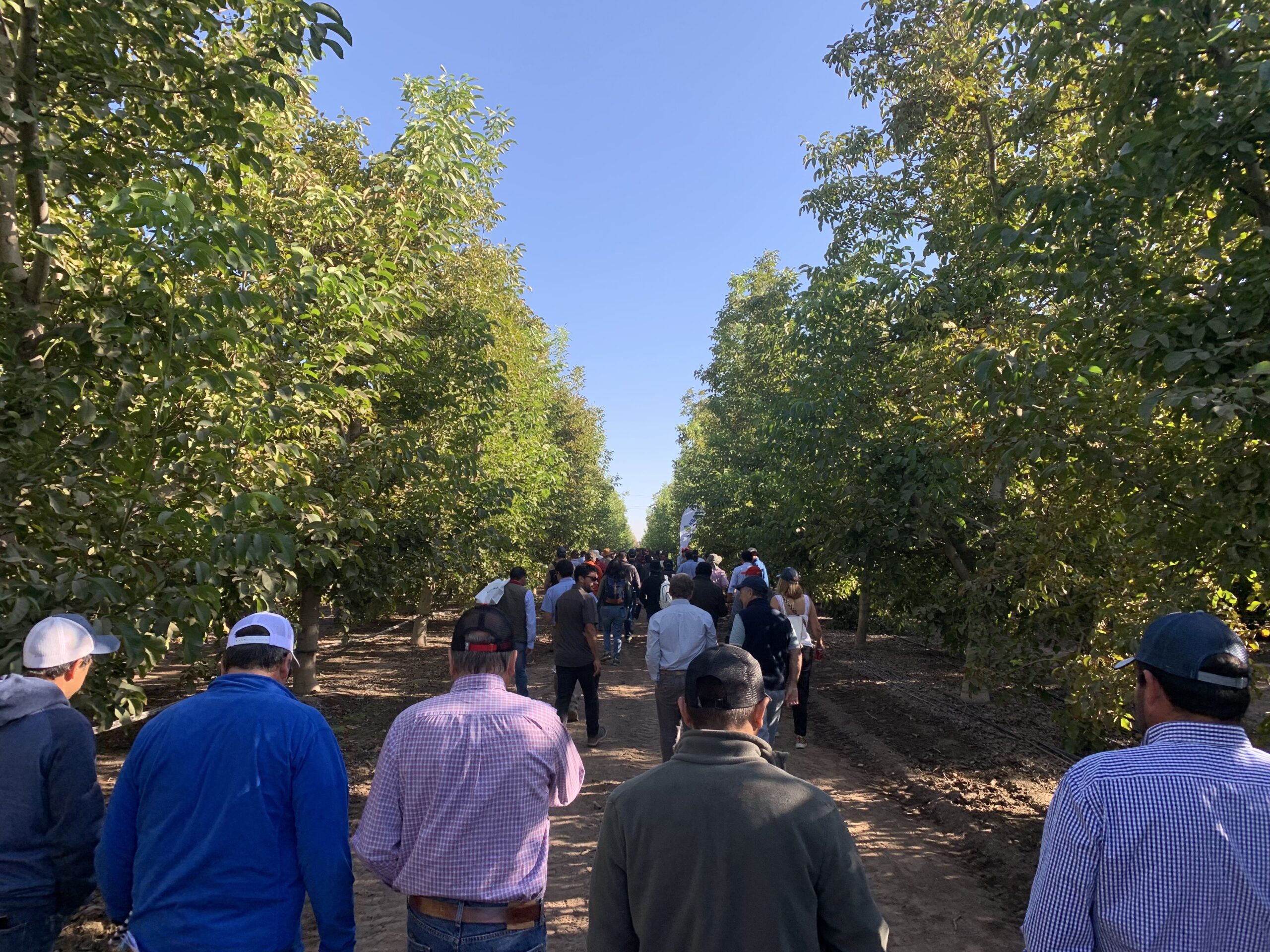 Cosecha de nuez: Recomendaciones técnicas