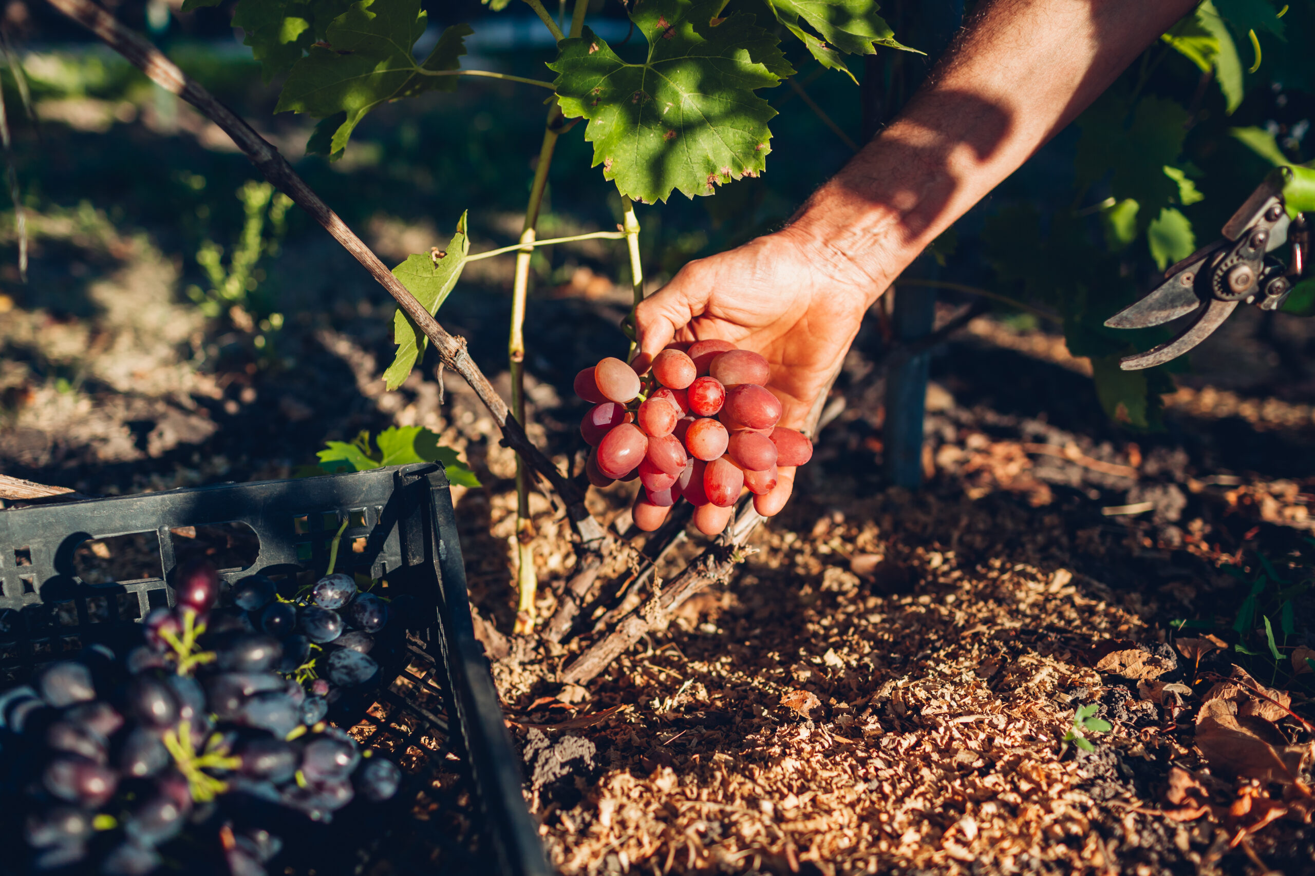 Agronometrics: ASOEX baja su proyección para la uva chilena