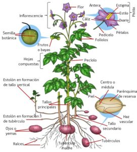 Morfología de la planta de papa (Solanum tuberosum L ...