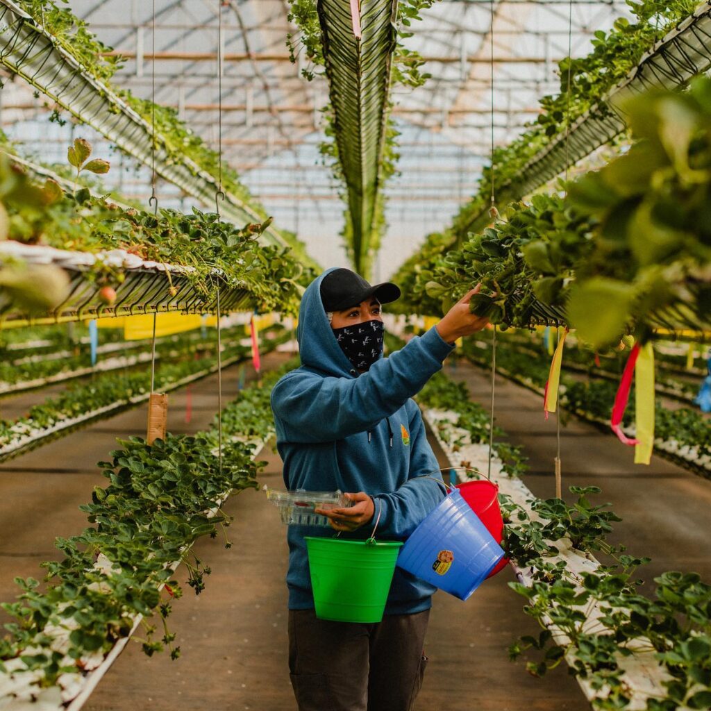 Cómo se posicionan las fresas mexicanas en Norteamérica
