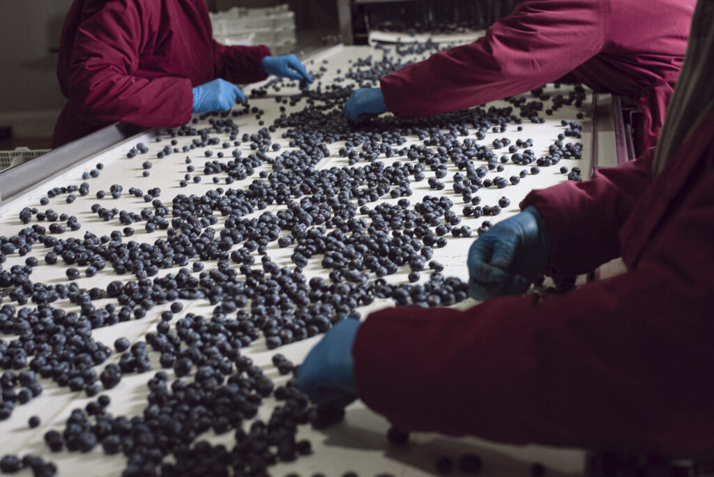 Arándanos colombianos obtienen admisibilidad en Canadá